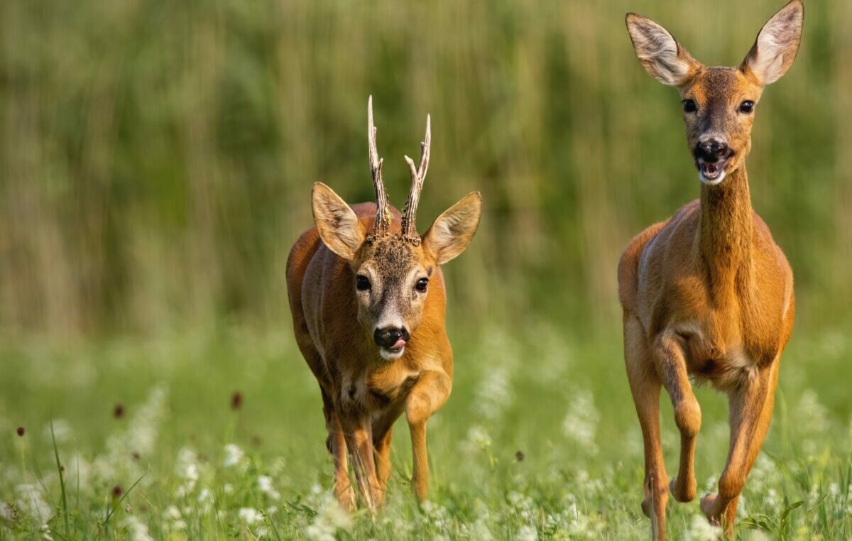 Verkehr im Verkehr – Paarungszeit = Wildunfallzeit | Alles Detten