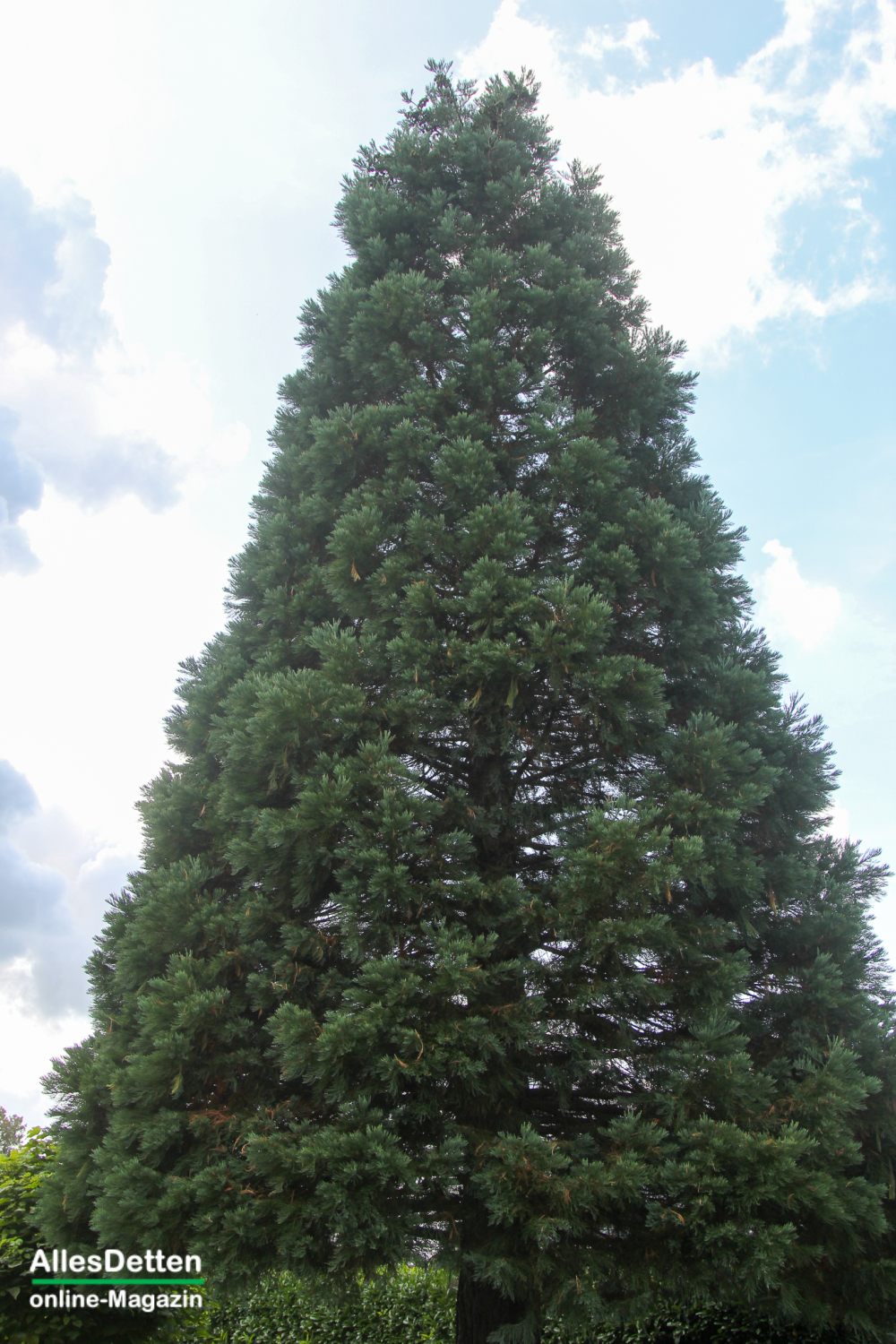 Mammutbäume in Austum | Alles Detten