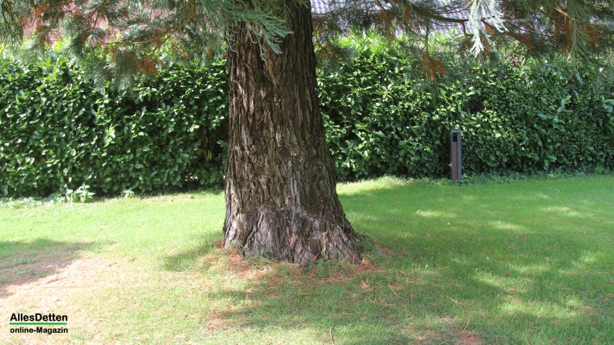 Mammutbäume in Austum | Alles Detten